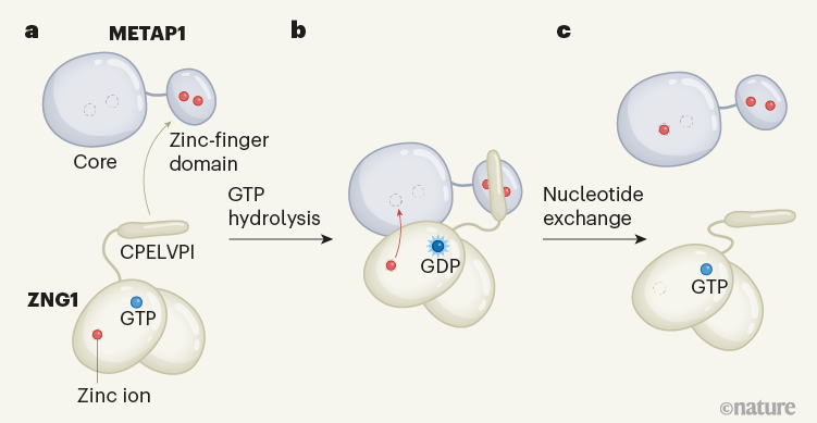 Escort proteins for cellular zinc ions