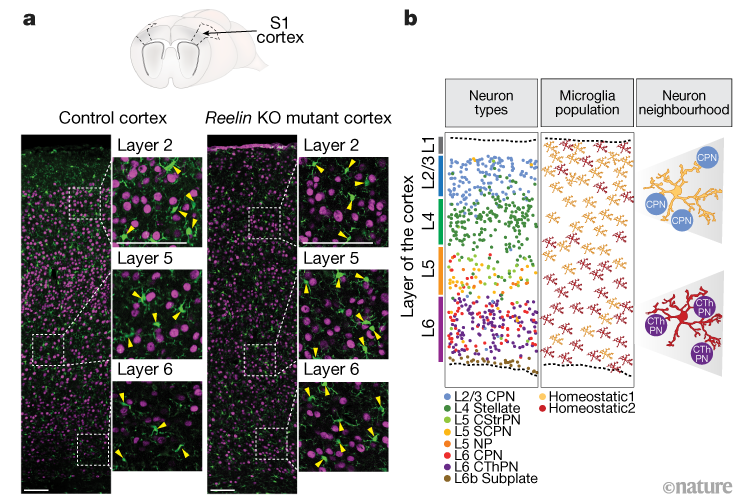 Neurons shape the identity of microglia in the brain