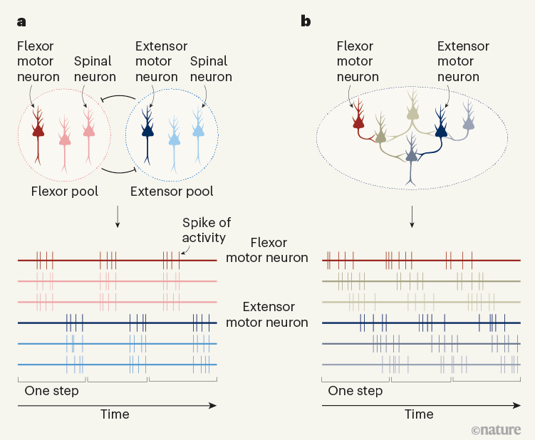 Neurons that control walking go round in circles