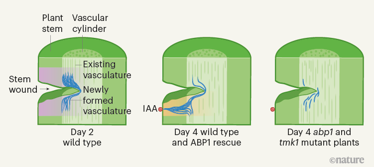 A plant auxin-binding protein resurfaces after a deep dive