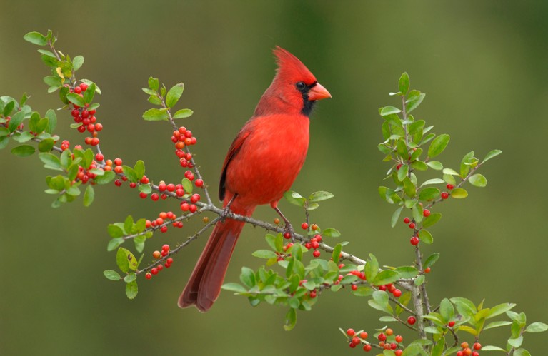 How red pigments are produced in fish and fowl