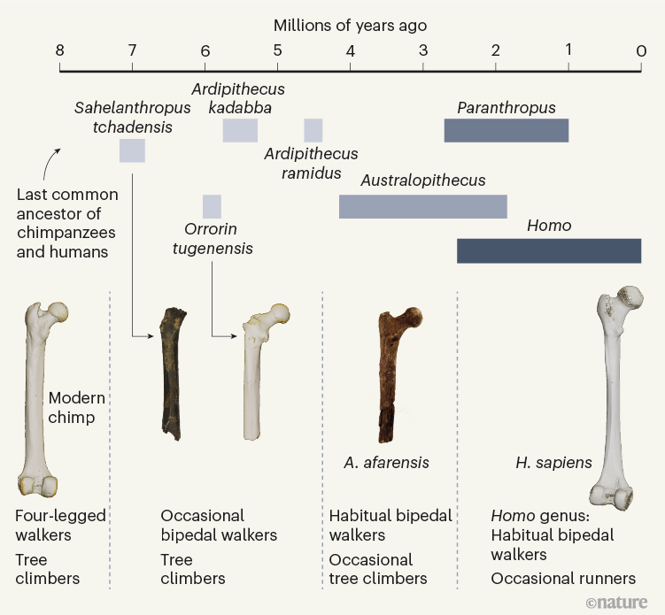 China’s population, evolution of walking — the week in infographics