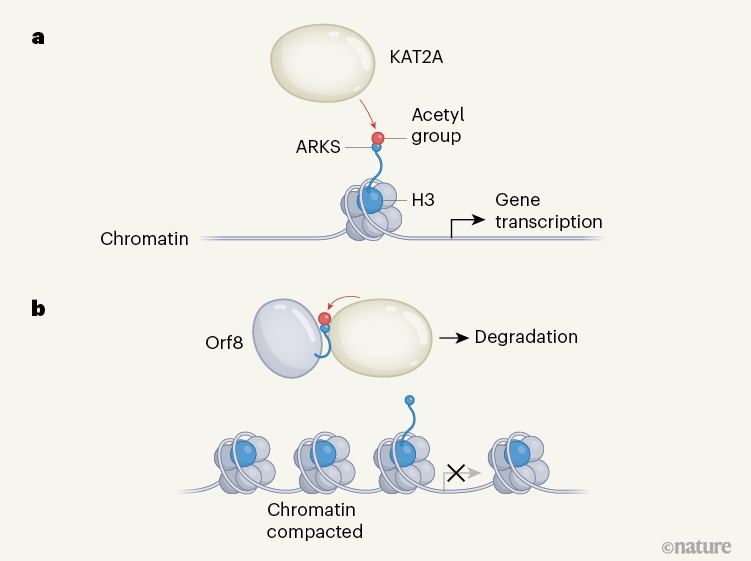 SARS-CoV-2 mimics a host protein to bypass defences