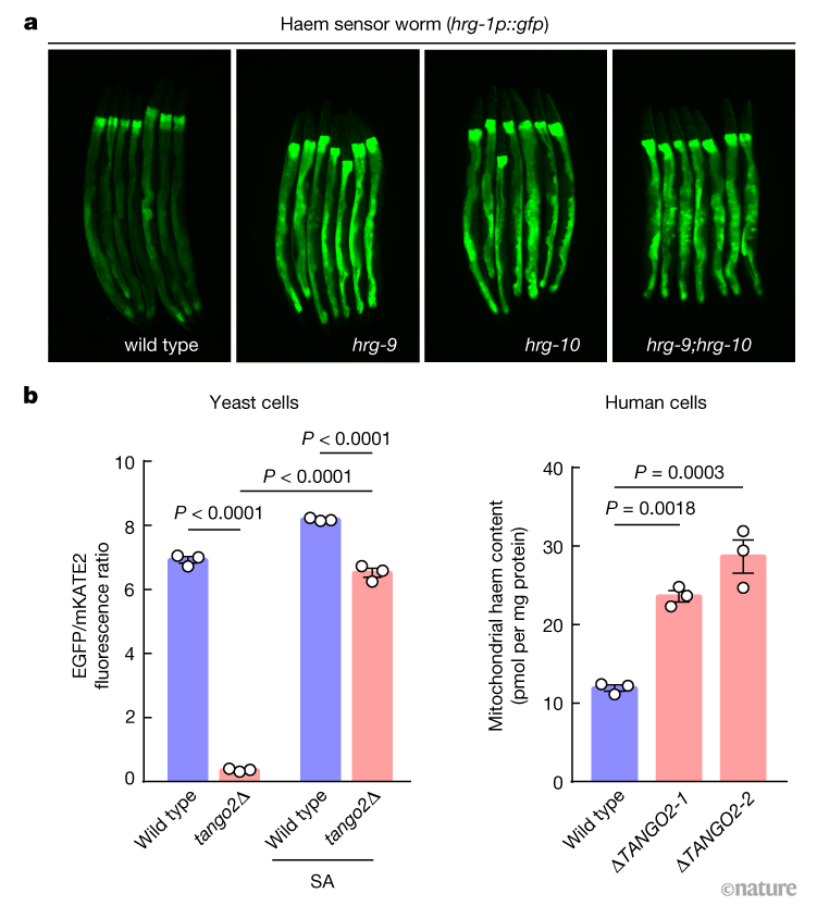 A protein that mobilizes the cofactor molecule haem for use in cells