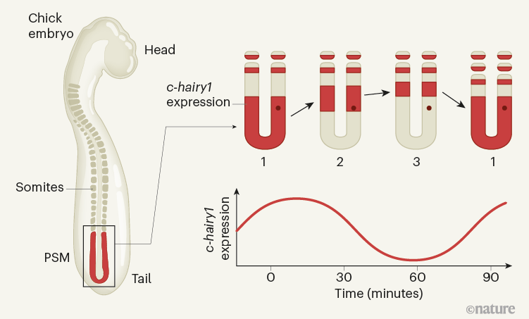 25 years of the segmentation clock gene