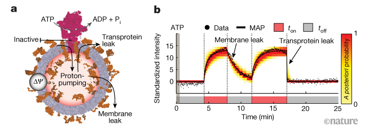 A proton-pumping enzyme in the brain switches between modes