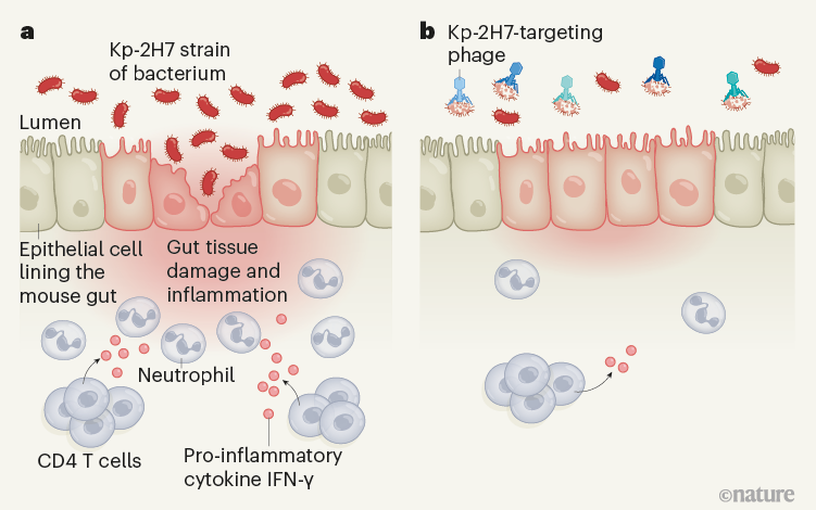 A viral cocktail calms gut inflammation