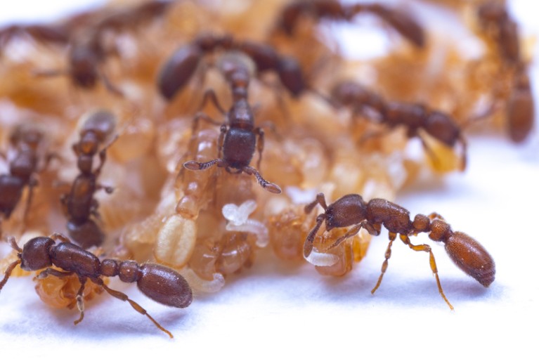 A fluid role in ant society as adults give larvae ‘milk’ from pupae