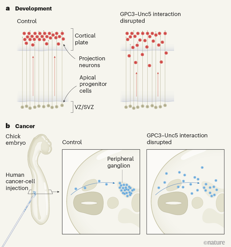 Uncoordinated protein coordinates cell migration