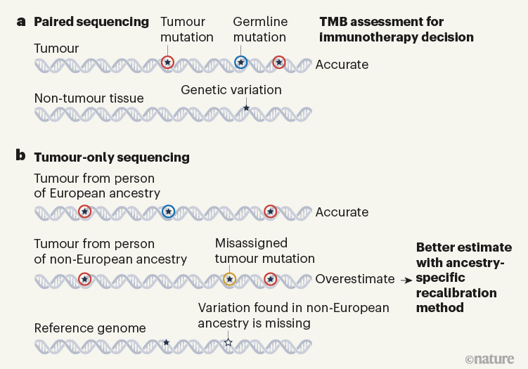 A refined use of mutations to guide immunotherapy decisions