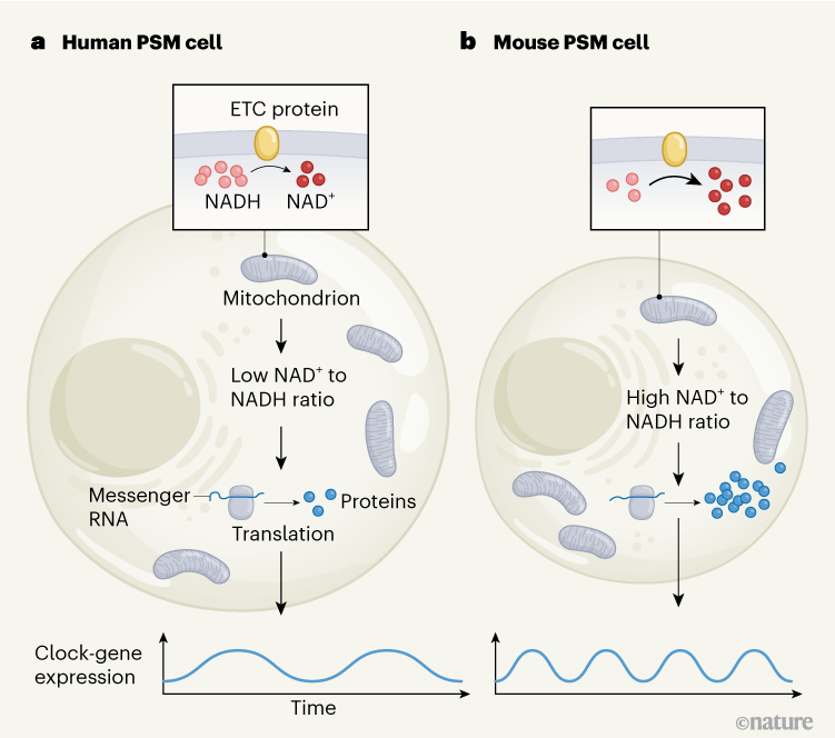 Metabolism dictates the pace of development across species