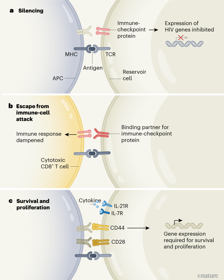 Silence, escape and survival drive the persistence of HIV