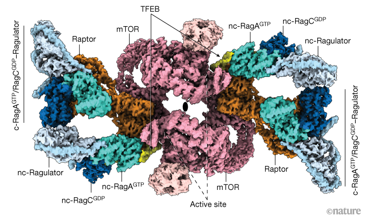 A transient protein megacomplex that controls degradation of cell components