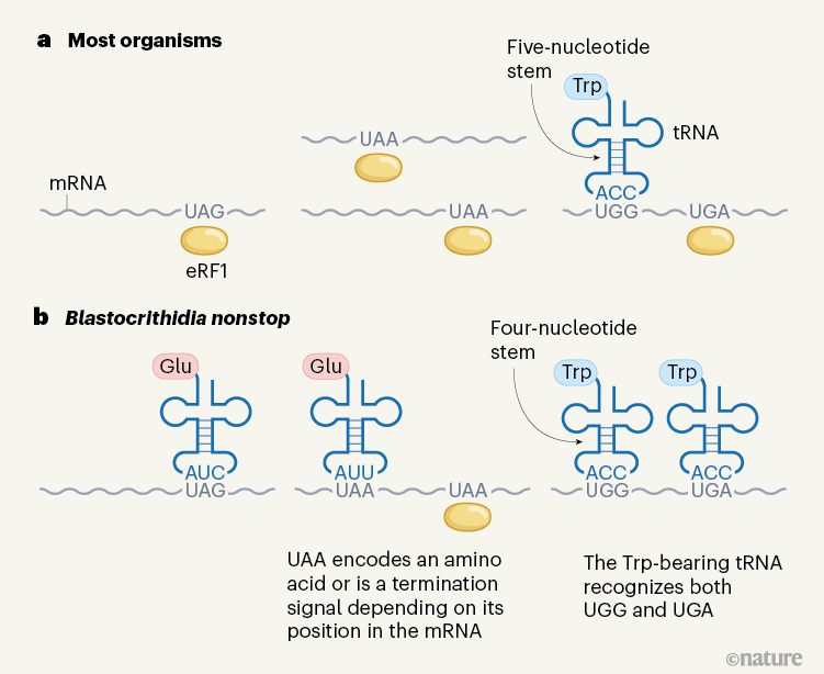 No stopping with a short-stem transfer RNA