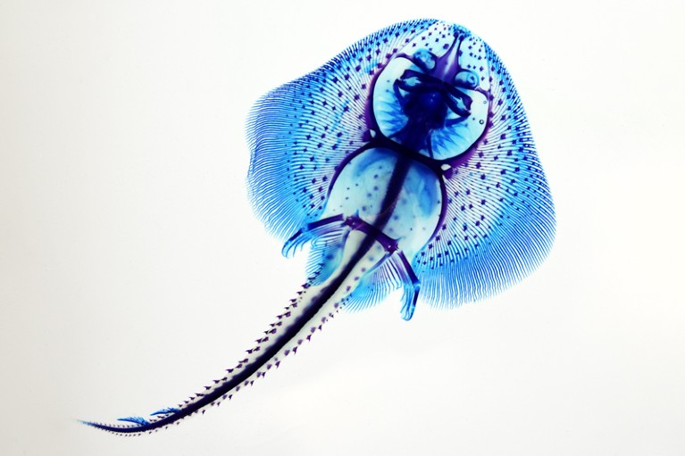 Genome reveals how the skate got its wings