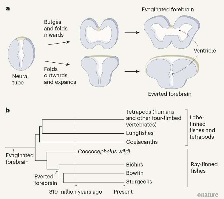 Fish fossil unfolds clues to vertebrate brain evolution