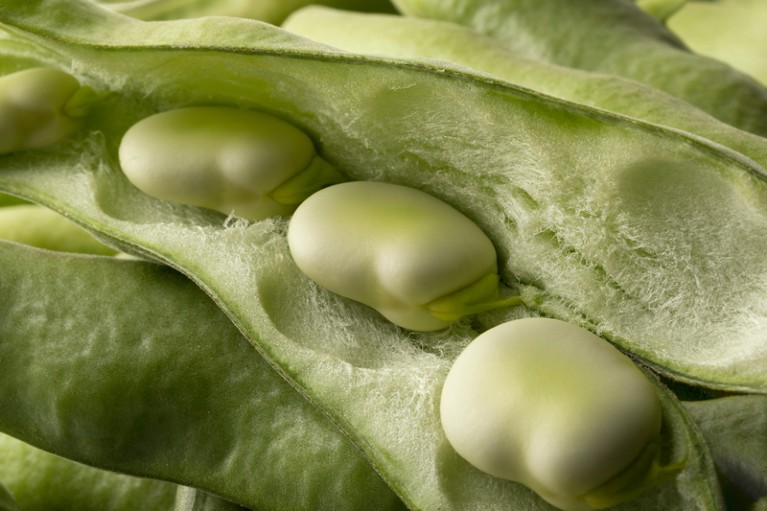 Huge broad-bean genome could improve yields of an underused crop
