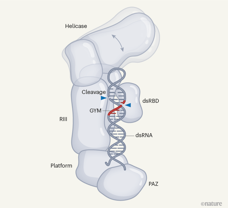 MicroRNA uses a gym to get fit for cuts by Dicer enzyme