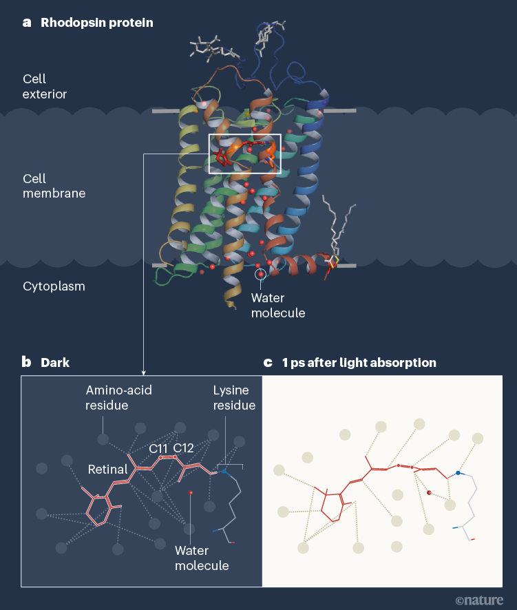 Earliest molecular events of vision revealed