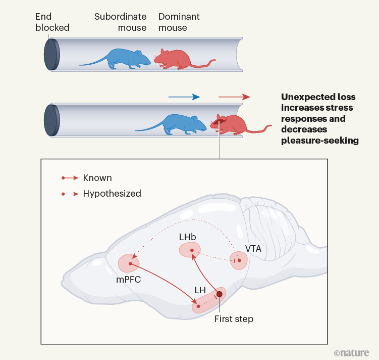 How loss of social status affects the brain