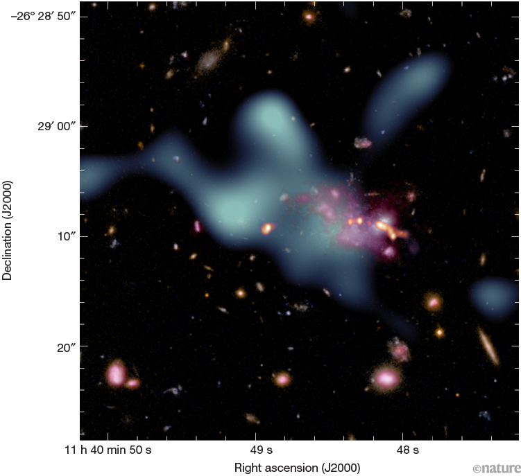 Clues to the assembly of an infant galaxy cluster