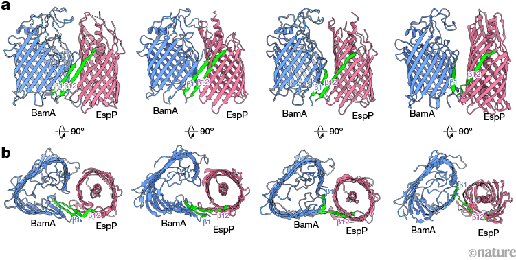 Step-by-step assembly of a β-barrel protein in a bacterial membrane