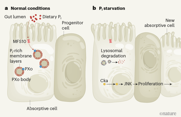 Phosphate-storing organelle discovered in fruit flies