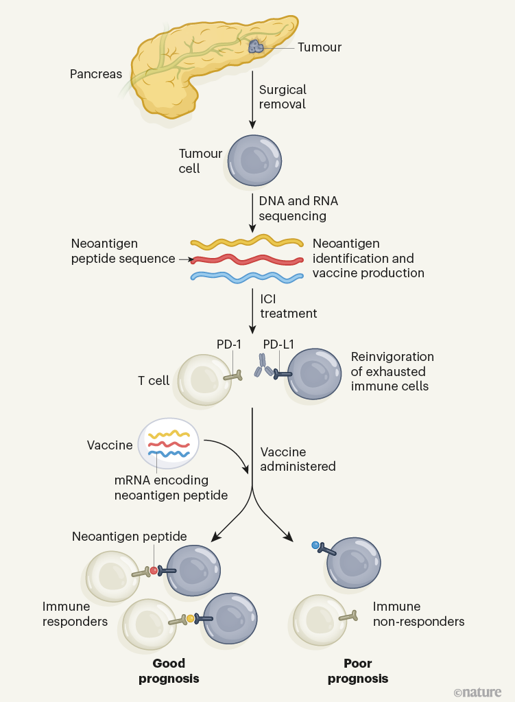 Vaccine boosts T cells that target pancreatic tumours
