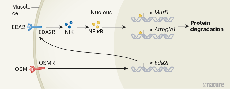 Molecular basis for muscle loss that causes cachexia