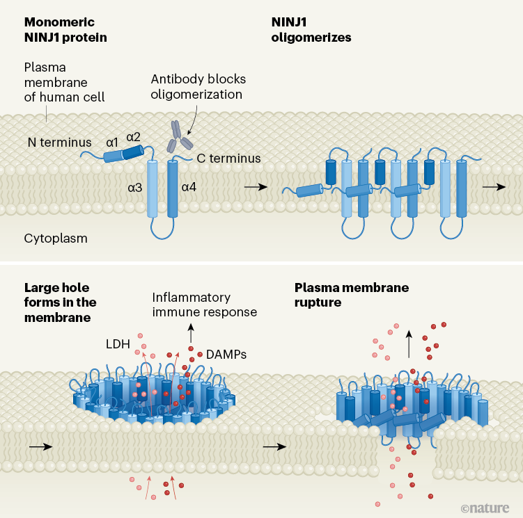 The role of NINJ1 protein in programmed cellular destruction