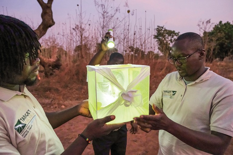 How genetically modified mosquitoes could eradicate malaria