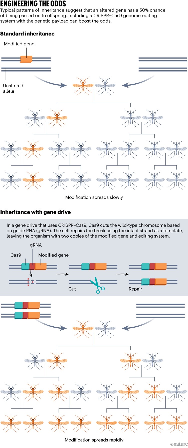 How genetically modified mosquitoes could eradicate malaria