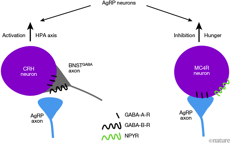 A neural circuit to support survival in the face of starvation