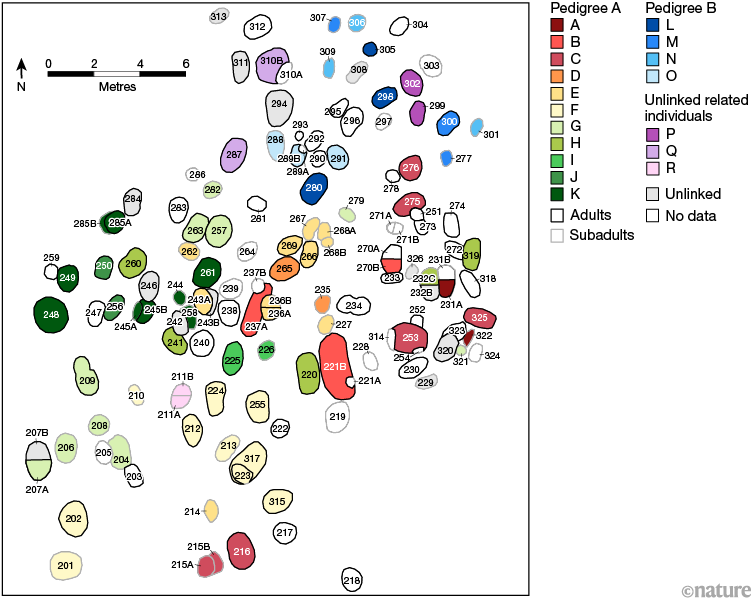 Family trees of a Neolithic community uncovered by ancient DNA