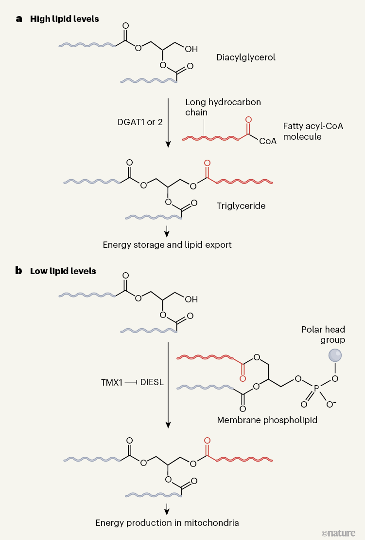 Previously unknown pathway for lipid biosynthesis discovered