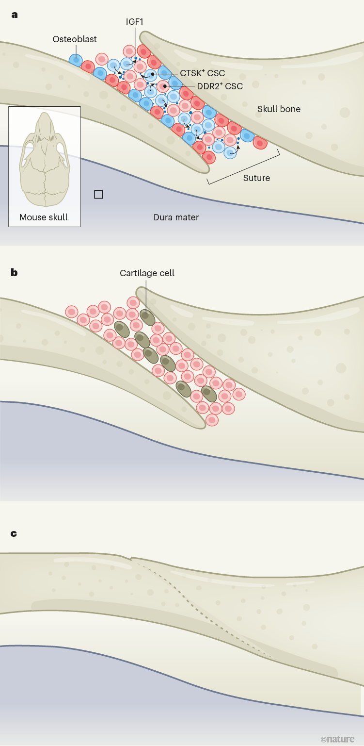 Dual stem-cell populations interact in the skull