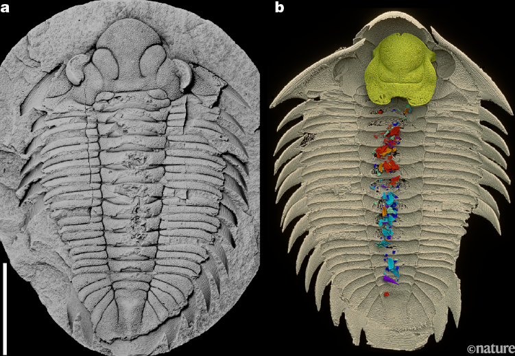 A trilobite’s last meal reveals feeding behaviour and physiology