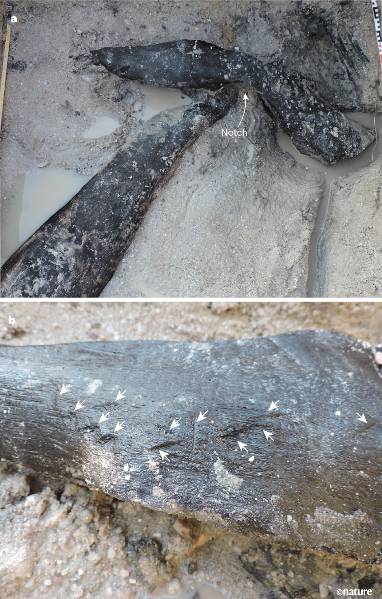 Hominins built with wood 476,000 years ago