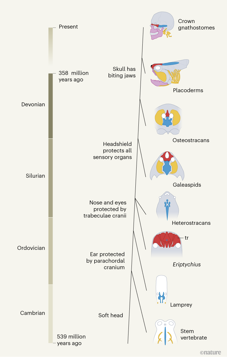 Getting inside the oldest known vertebrate skull