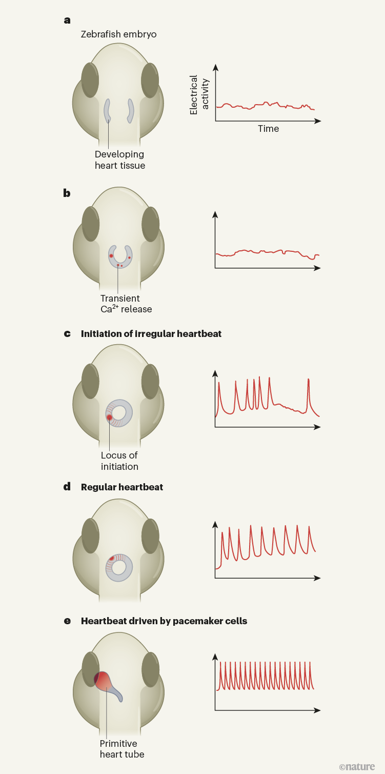 Coordinating the first heartbeat