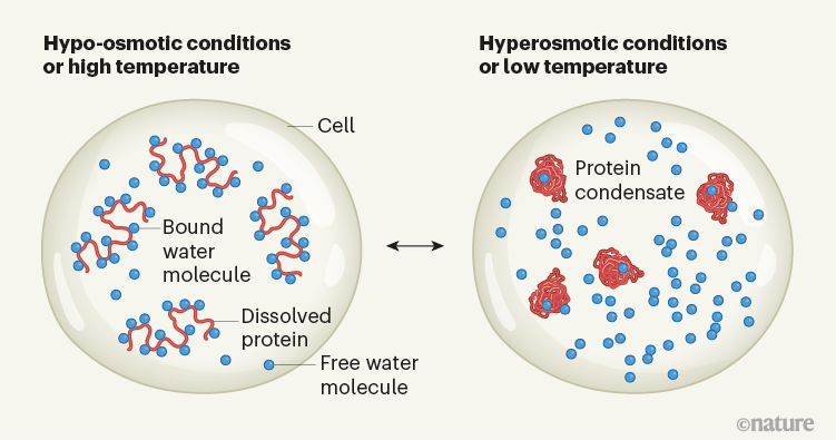Protein condensation regulates water availability in cells