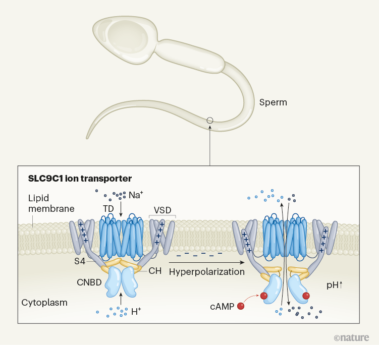An ion transporter in sperm that has features of a channel