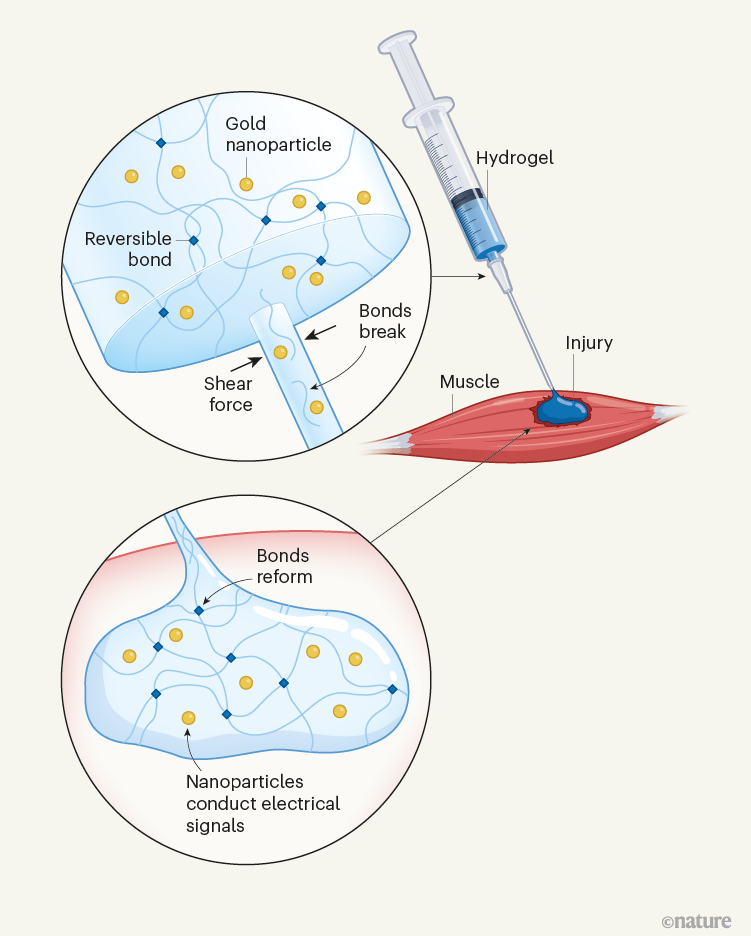 Hydrogel implant rehabilitates muscles through electrical stimulation