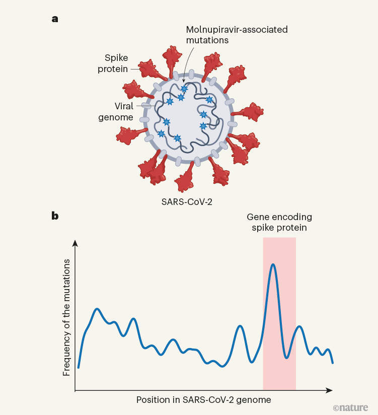 Anti-COVID drug accelerates viral evolution