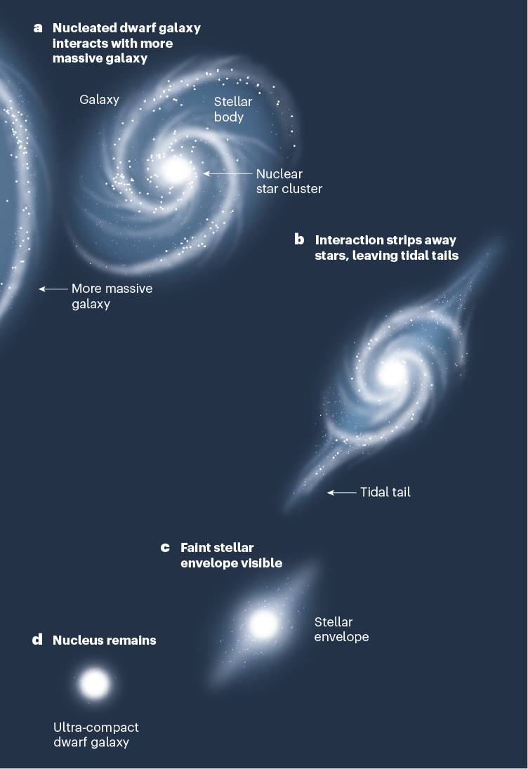 Ultra-compact oddities are galaxies stripped of stars