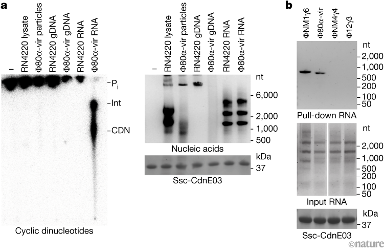 A viral RNA molecule activates the bacterial immune system during infection