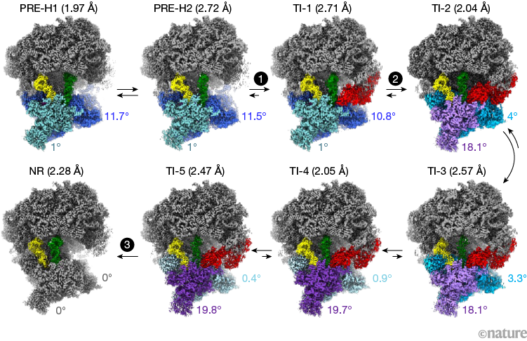 Atomic-level structures show how accuracy is maintained in protein ...