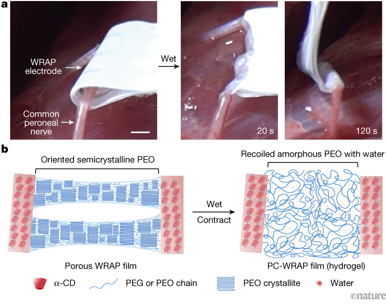 Polymer films inspired by spider silk connect biological tissues and ...