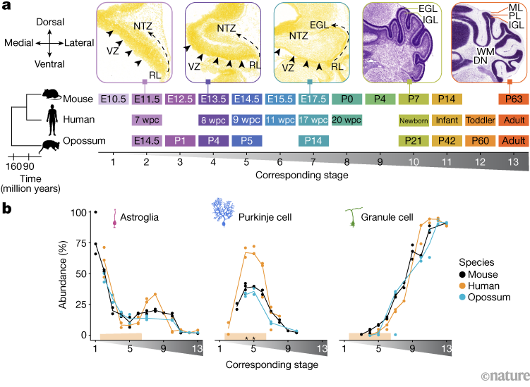 Observing mammalian cerebellum development through an evolutionary lens