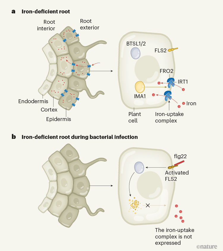 How plants iron out the competing interests of growth and defence